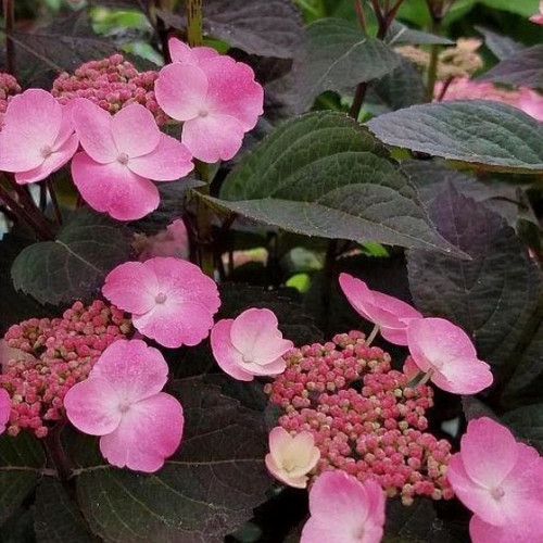 Hydrangea serrata DAREDEVIL | Plant Lovers Garden