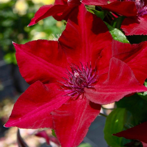 Clematis NUBIA | Plant Lovers Garden