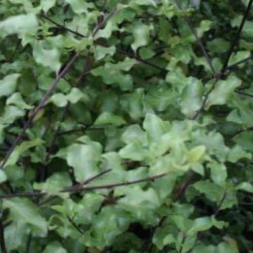 Pittosporum WRINKLED BLUE | Plant Lovers Garden
