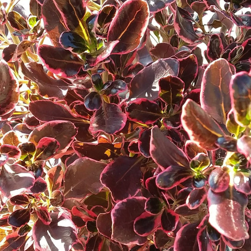 Coprosma repens PACIFIC DAWN | Plant Lovers Garden