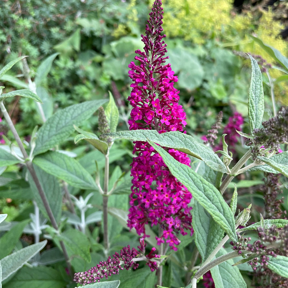 Buddleja MISS RUBY | Plant Lovers Garden