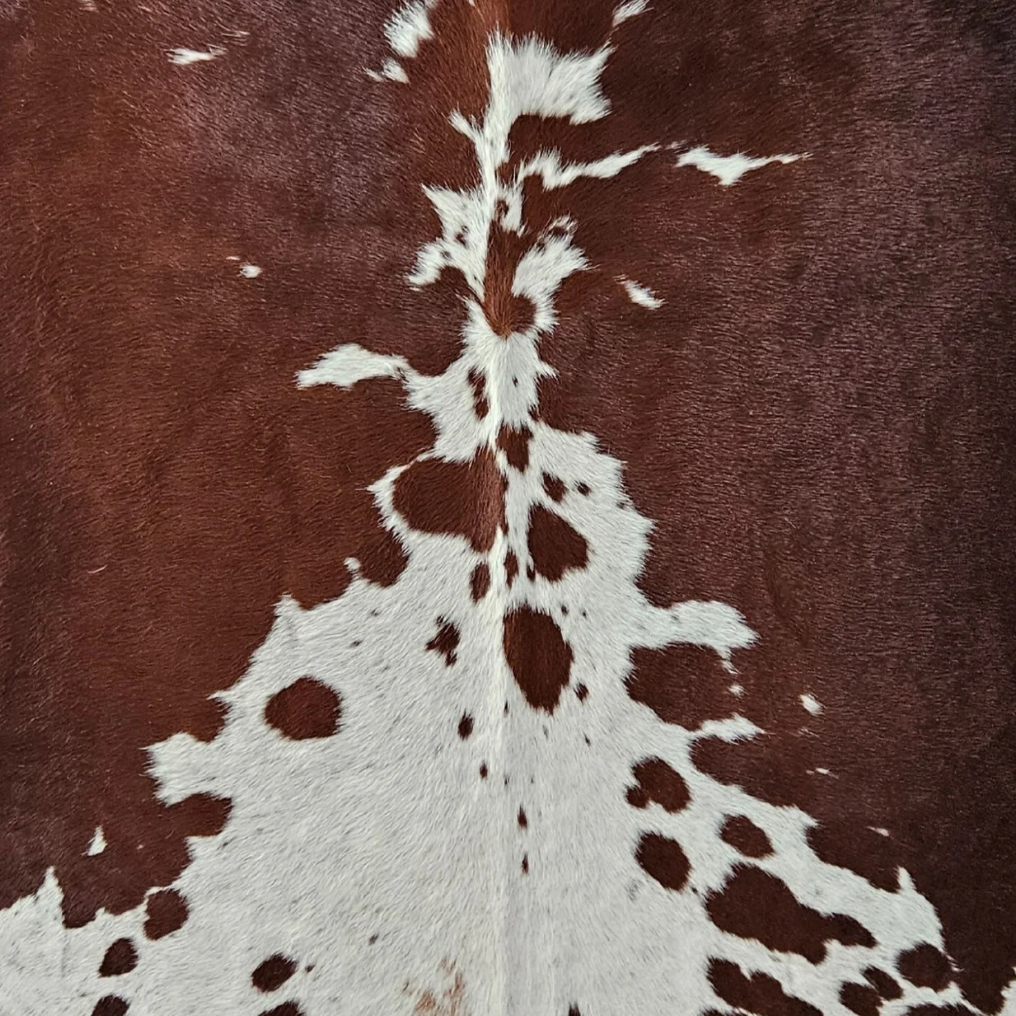 Wild Hide Co | Luxury Nguni Hides | South Africa