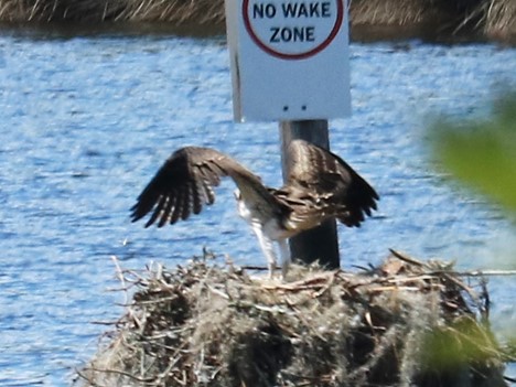 The Osprey Saga in Northwest Creek
