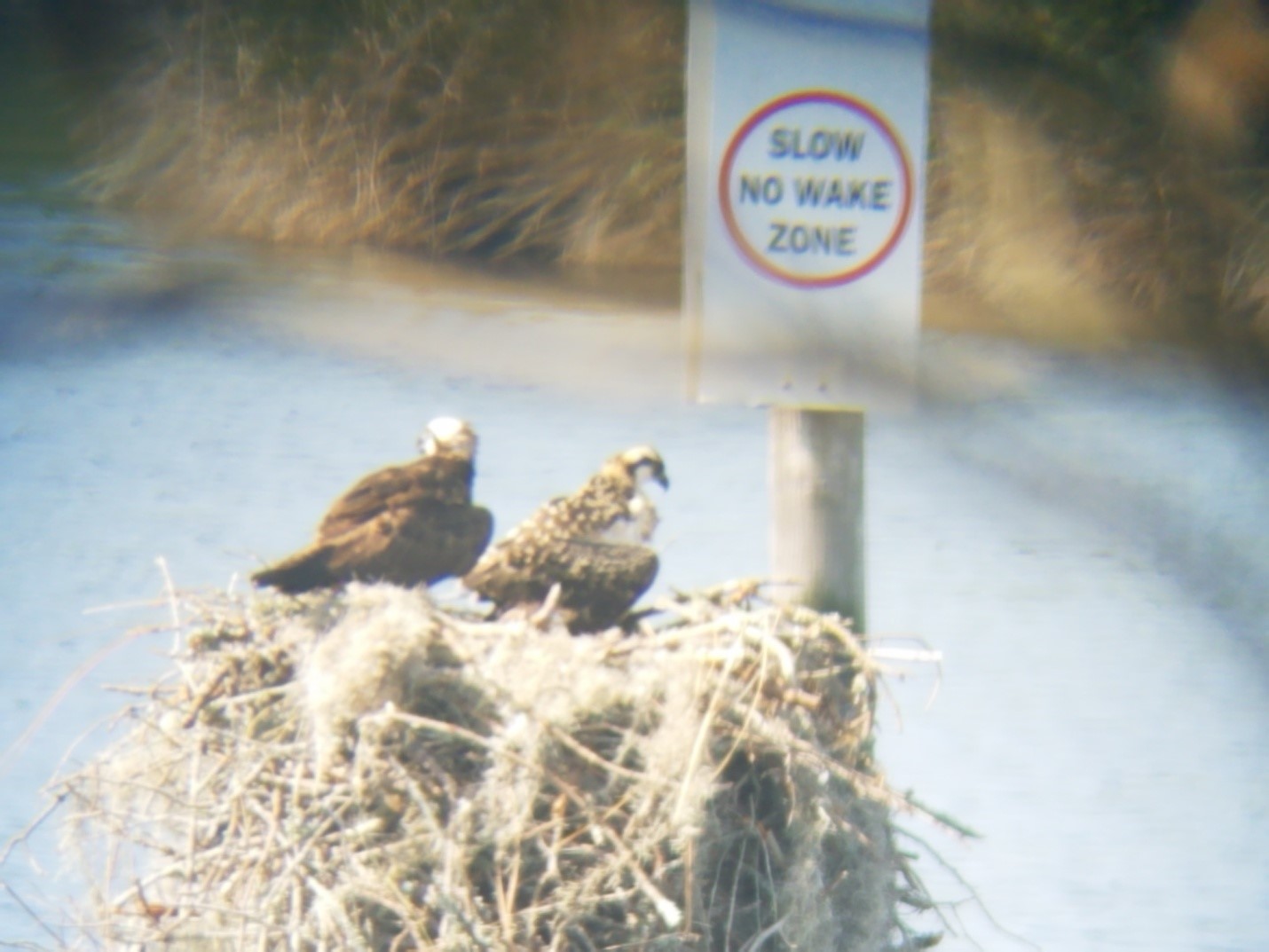 The Osprey Saga in Northwest Creek