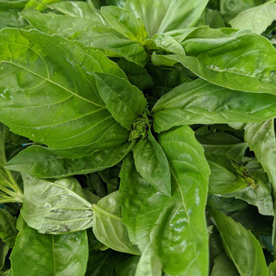 Gallery | Sartorelli's | New Yatt