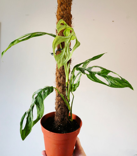 Monstera adansonii ‘Indonesian Marble’ – Rare Marble-Patterned Swiss ...