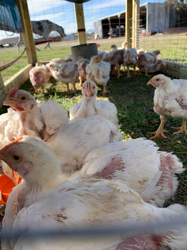 Pasture Broiler | Hurst Livestock Co