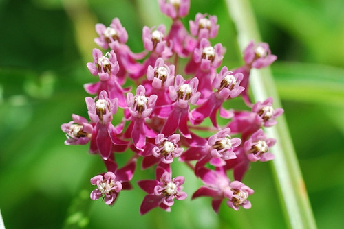 Asclepias incarnata, Swamp Milkweed | The Garden Patch