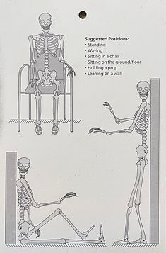 Skeletons | Numskullz