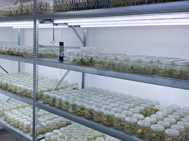 date palm laboratory