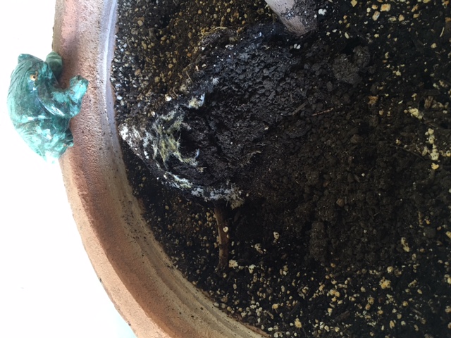 FAQ | Malibu Compost