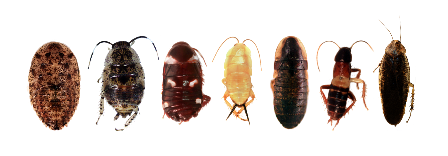 Dominic Evangelista PhD | Systematics and Biodiversity