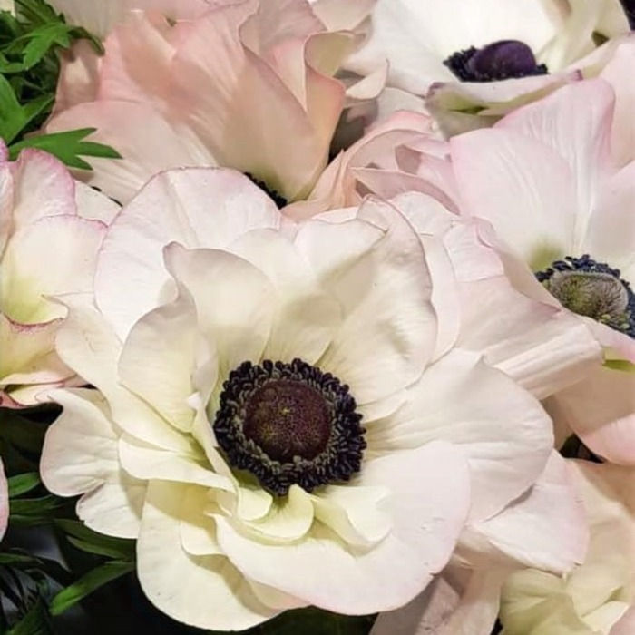 Sasanky | Prima kytky