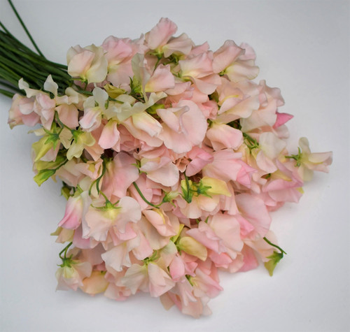 Hrachor vonný "Spring Champagne" | Prima kytky