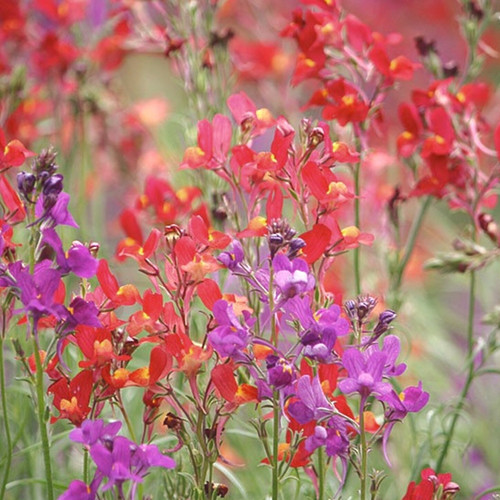 Lnice marocká "Licilia Rhythm & Blues" | Prima kytky