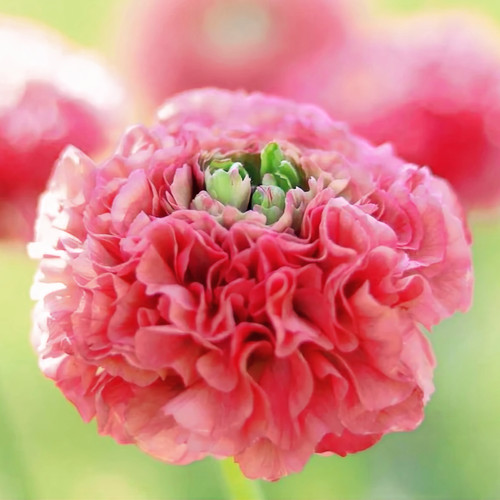 Pryskyřník Cloni Pon Pon ® "Alice" | Prima kytky