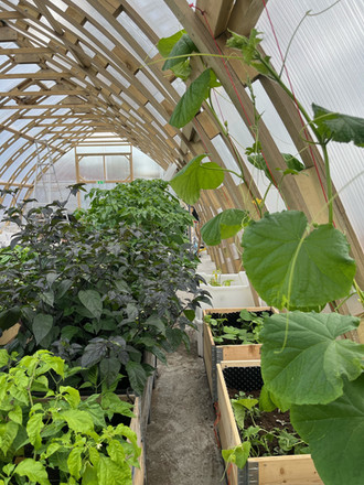 Digital Tomatoes | GREENHOUSE LIVING