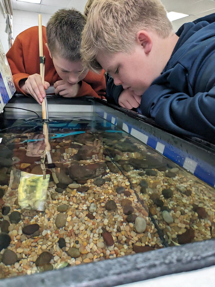 Trout in the Classroom: A Living Lesson in Ecological Stewardship