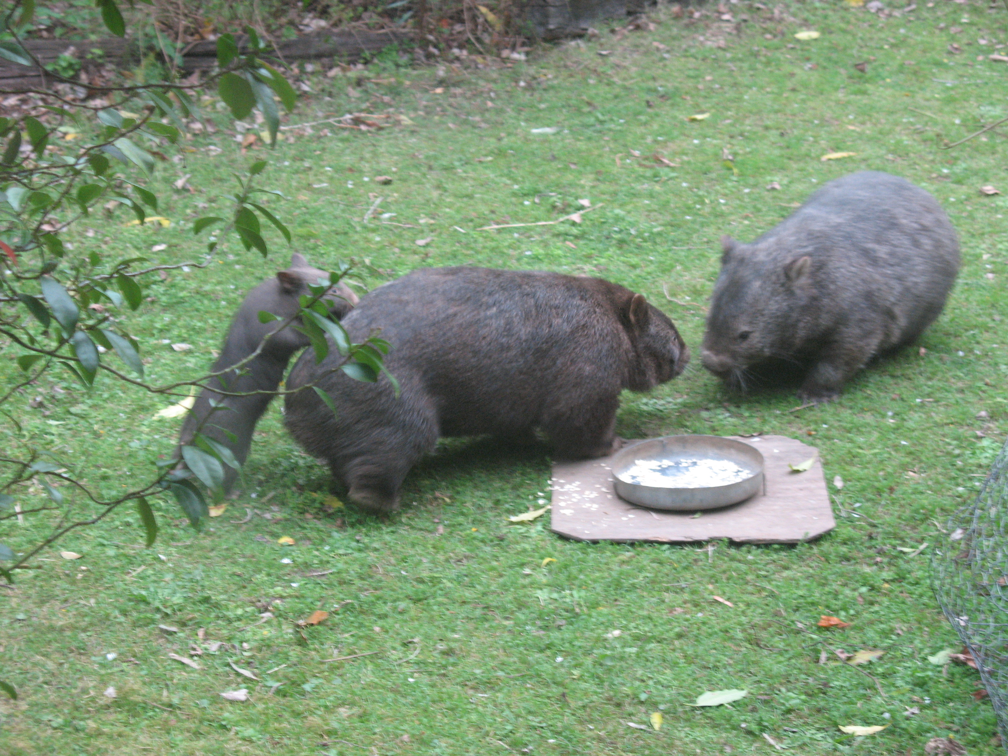Wombats and Wildlife | jackie-french
