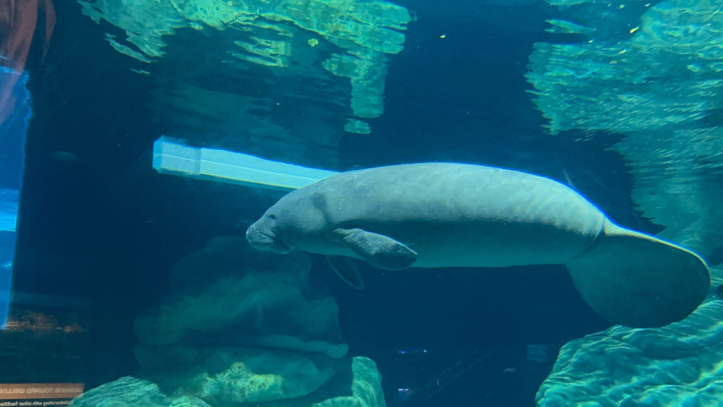 EPCOT To Care For New Manatees