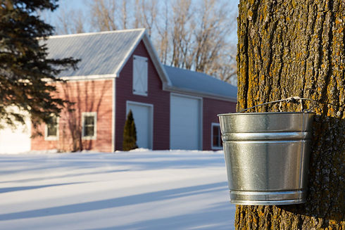 Maple Syrup Field Trip | Growing Learners
