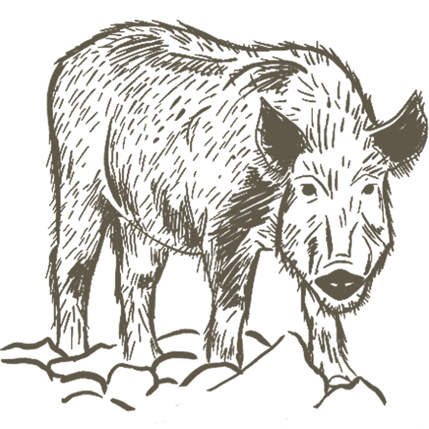Meat Hunt | H.O.T. Brady Hunts