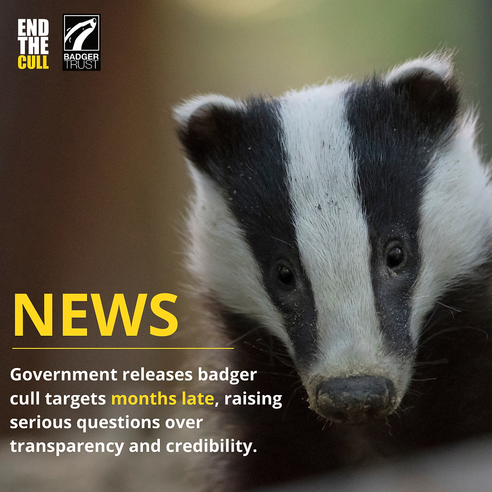 Government releases badger cull targets months late, raising serious ...