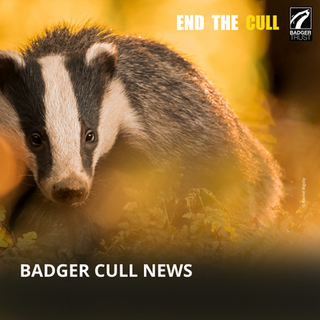 Latest Badger Trust News about Badgers | Badger Trust