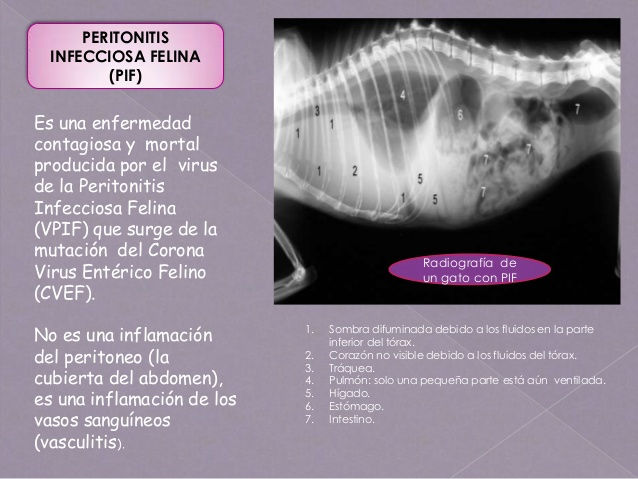 PIF (Peritonitis Infecciosa Felina)