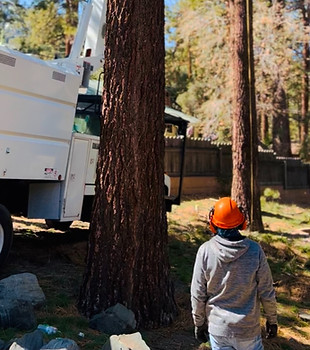 TNA Tree Service | Tree Service Rancho Cucamonga