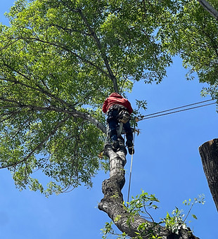 TNA Tree Service | Tree Service Rancho Cucamonga