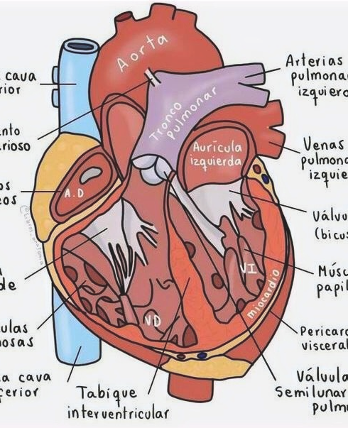 Inicio | Enfermedades Cardiov
