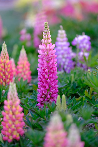 F474 Lupinus Lupinen Mix 30 Samen Blumensamen | Floralis und Co.