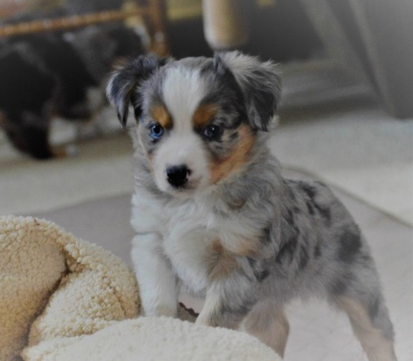Boyle Farms Mini Aussies