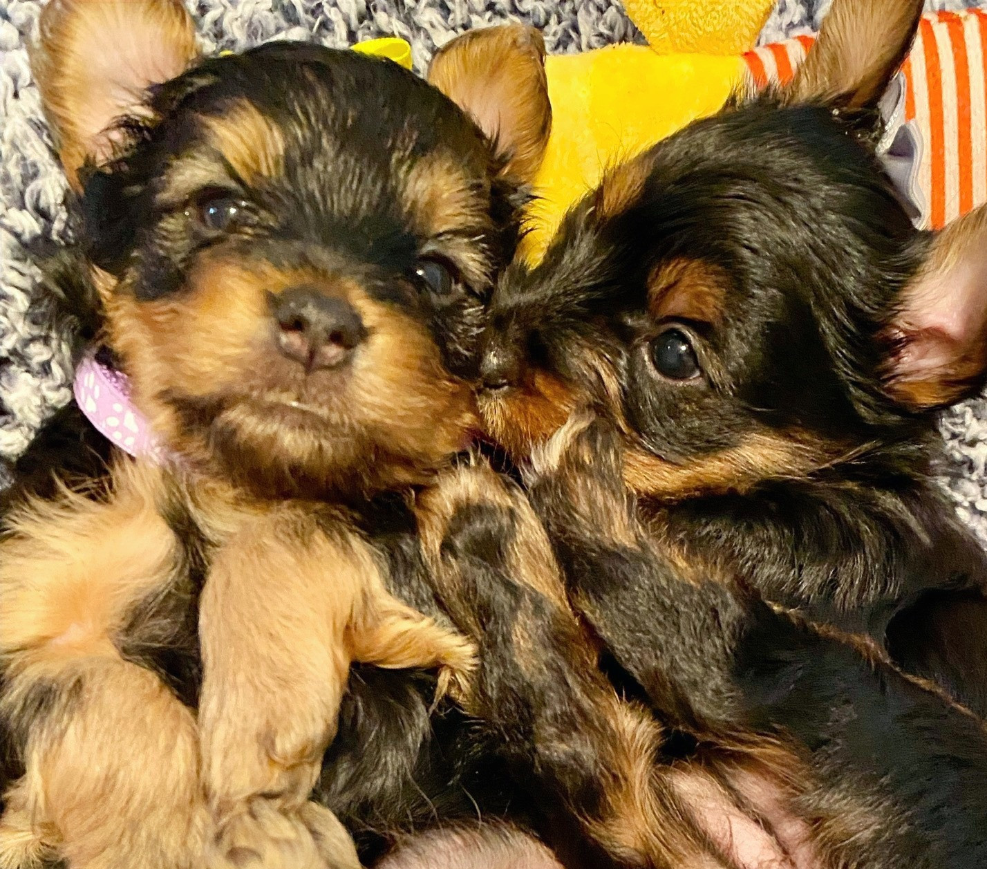 AKC Yorkie Breeder | Cutest AKC AZ Yorkies | Sierra Vista