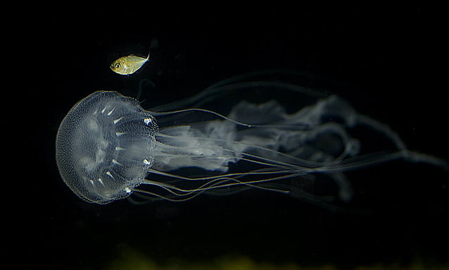 Raising Pet Jellyfish | Learn How to Keep Jellyfish in Aquariums