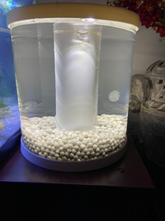Raising Pet Jellyfish | Learn How to Keep Jellyfish in Aquariums