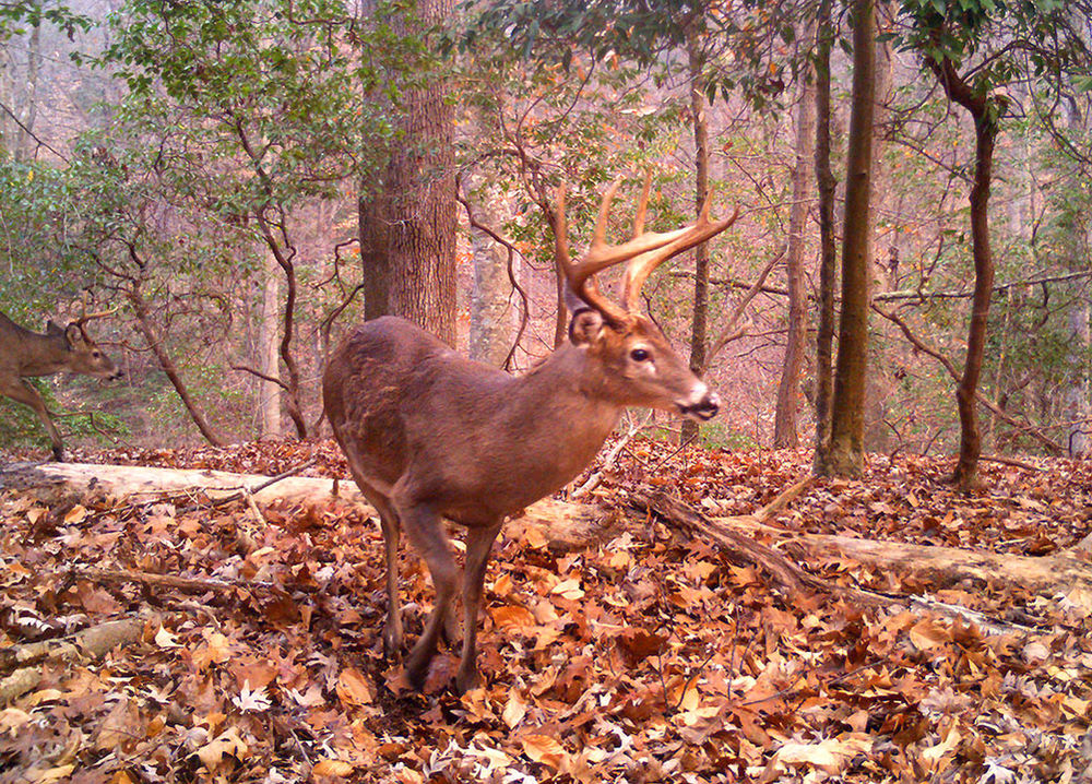 Wisconsin’s Huge Deer Herd Won’t Deliver Record Kill