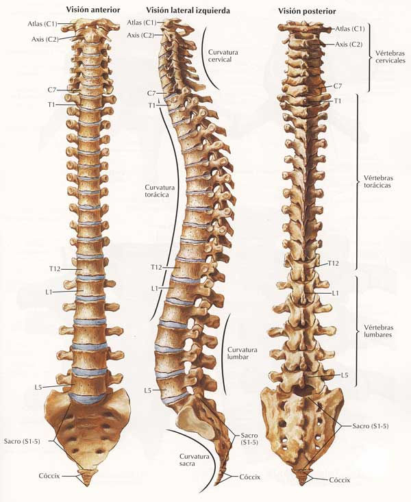 Generalidades de la columna Vertebral (1ra parte)