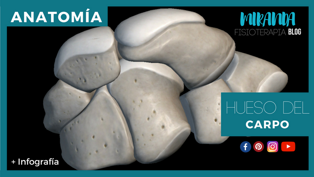 HUESOS DEL CARPO