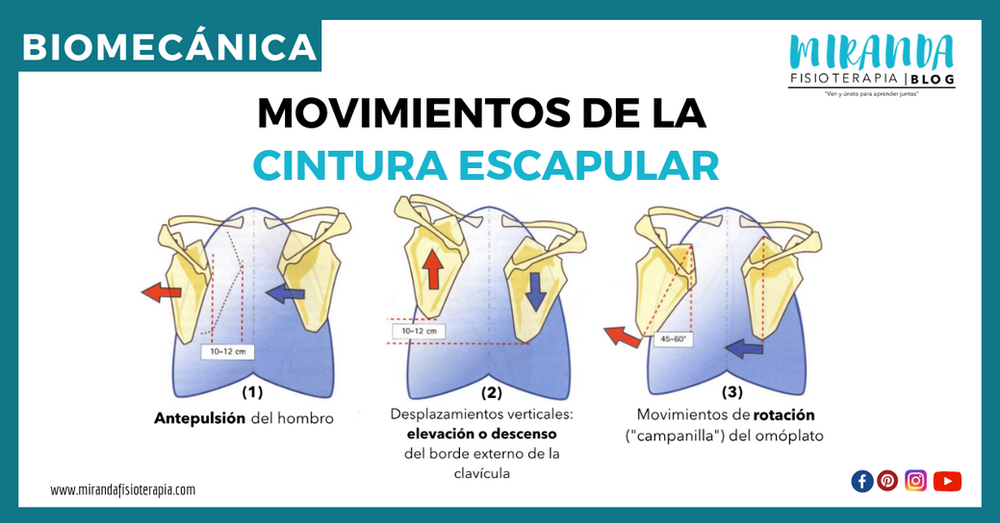 Movimientos de la cintura escapular