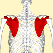 Huesos de la cintura escapular