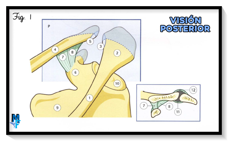 Articulación acromioclavicular (verdadera)