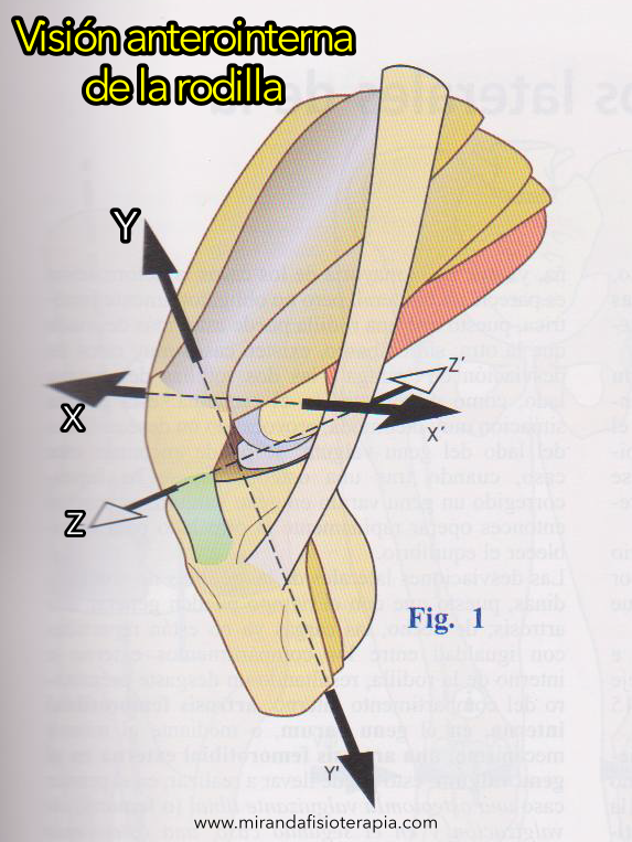 Ejes de la rodilla: Genu Valgo y Genu varo