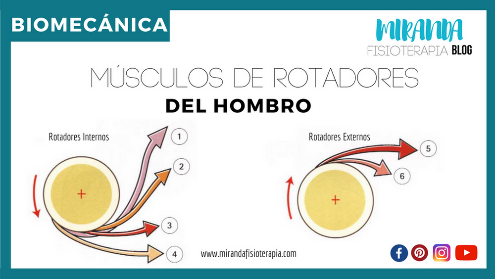 Músculos rotadores internos y externos del hombro