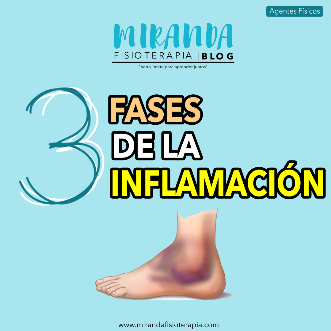 3 Fases de la inflamación