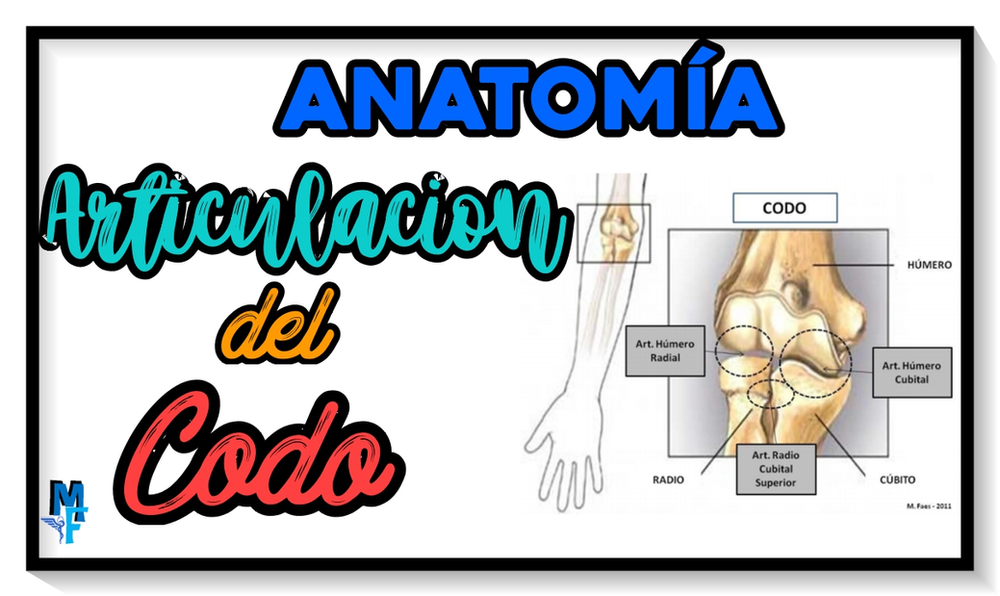 Articulaciones del codo