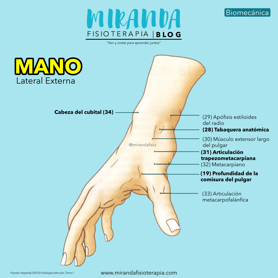 Facultad de prensión de la mano