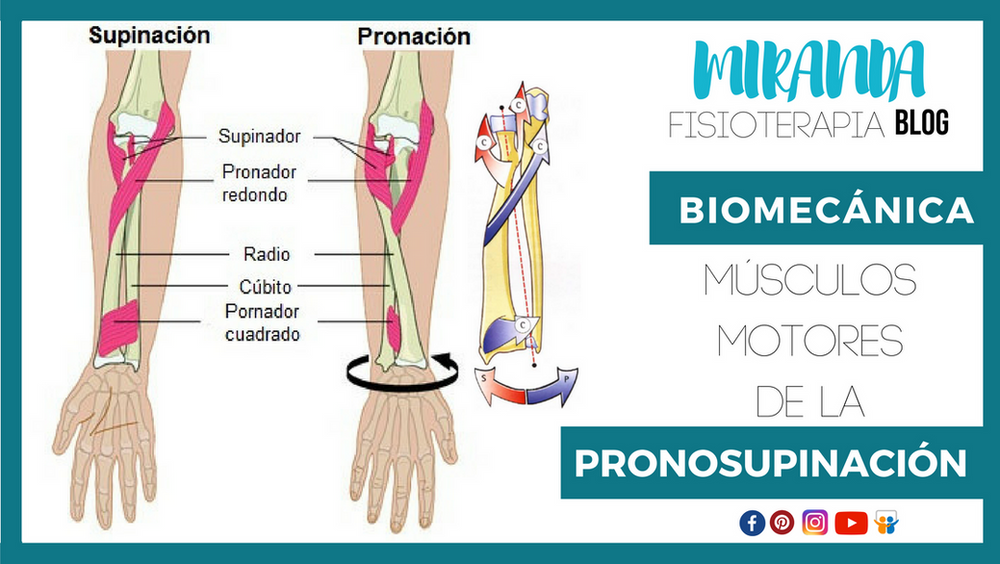Músculos de la pronosupinación