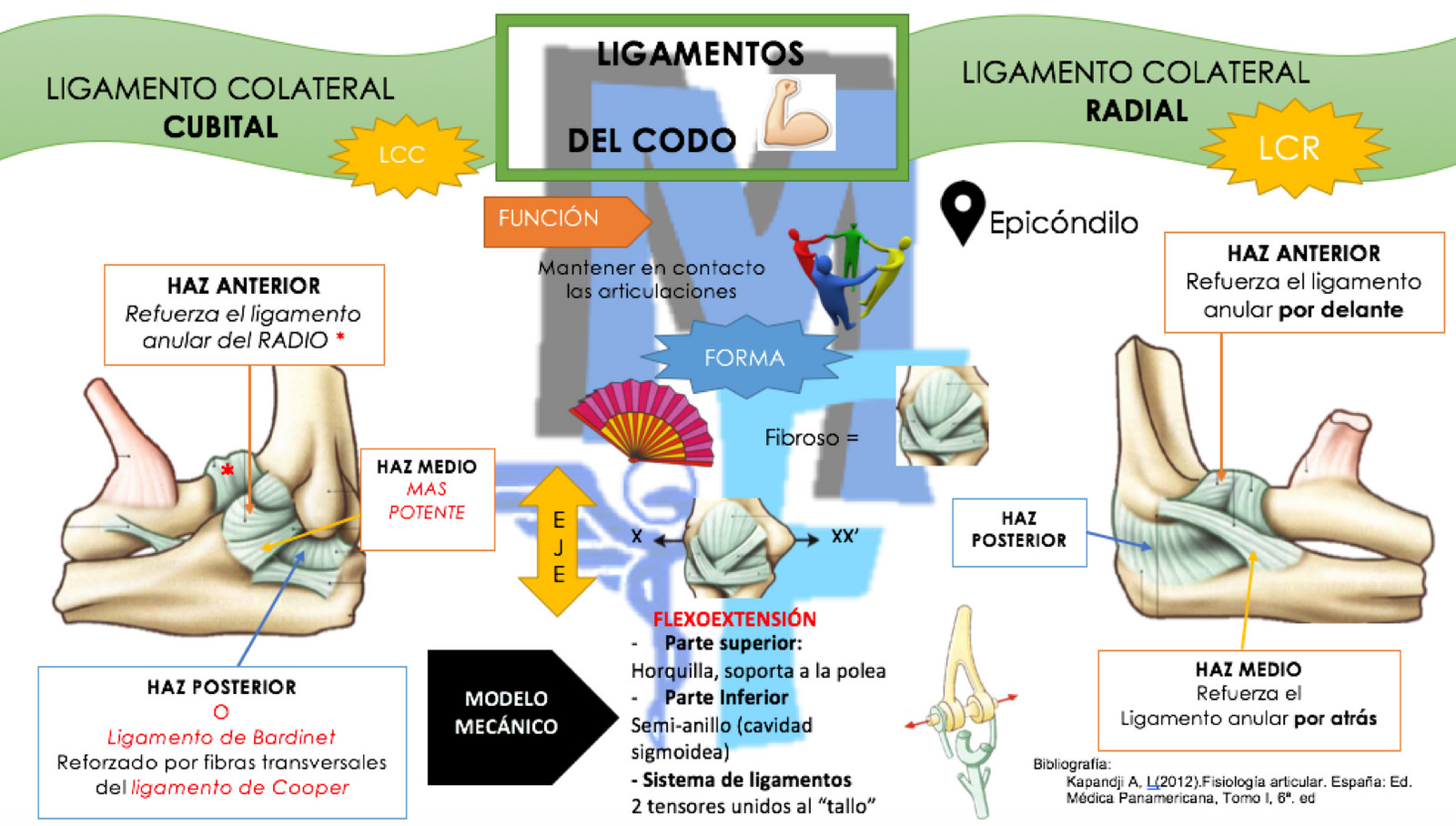 Ligamentos del codo